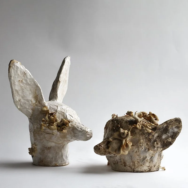 'Living Sculpture' - Artist Abigail Brown's collaborations with Fungi ...