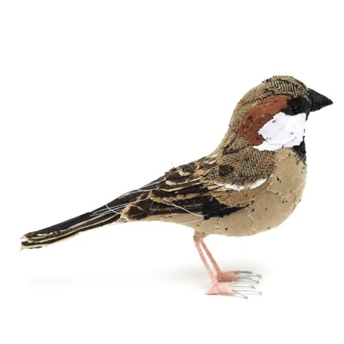 HOUSE SPARROW — abigail brown