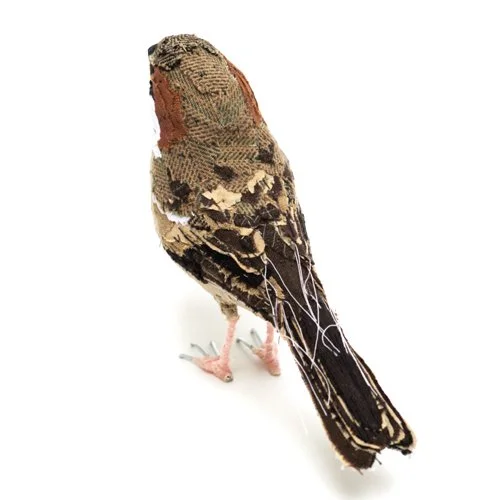 HOUSE SPARROW — abigail brown