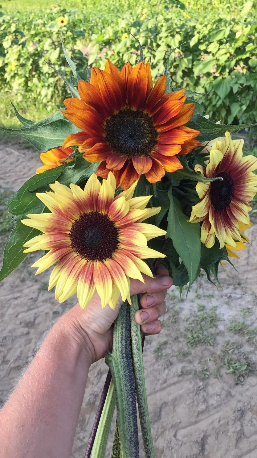 Producer Spotlight: Abenaki Springs Farm — Food Connects