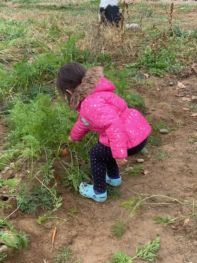 Harvest Fun: Winston Prouty ELC's Field Trip to Wild Carrot Farm — Food ...