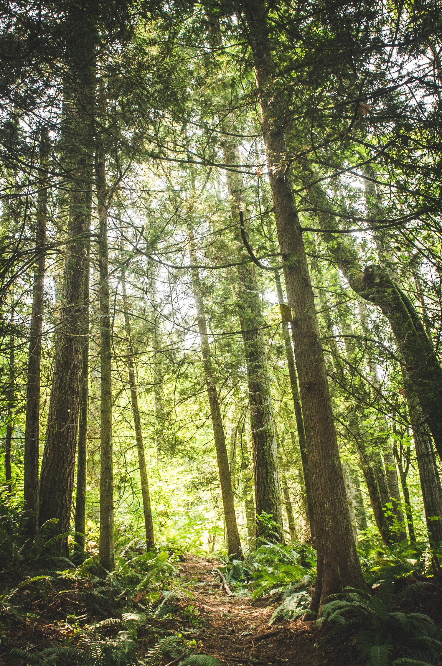 Cedar Dell Forest Farm