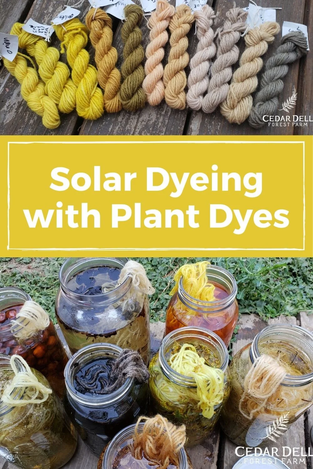 Solar Dyeing with Local Plants — Cedar Dell Forest Farm