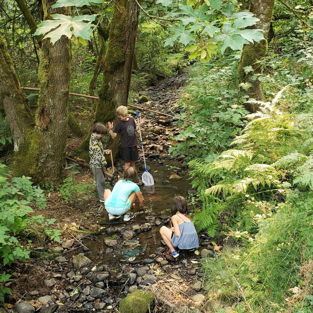 Summer Camp — Cedar Dell Forest Farm