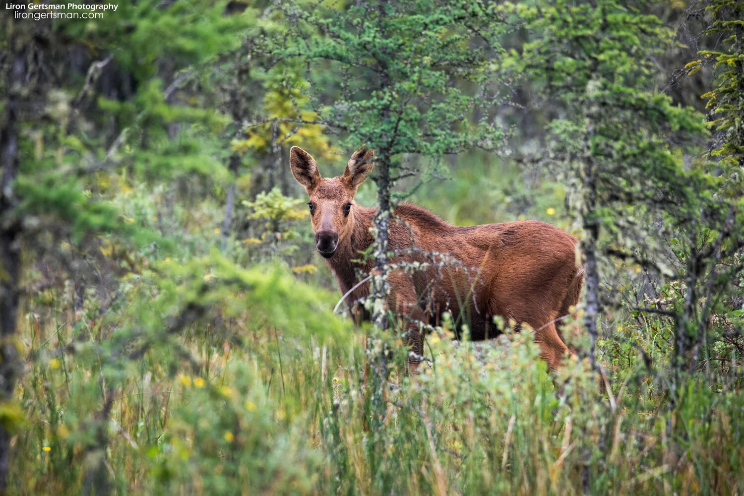 terrestrial wildlife — Liron Gertsman Photography