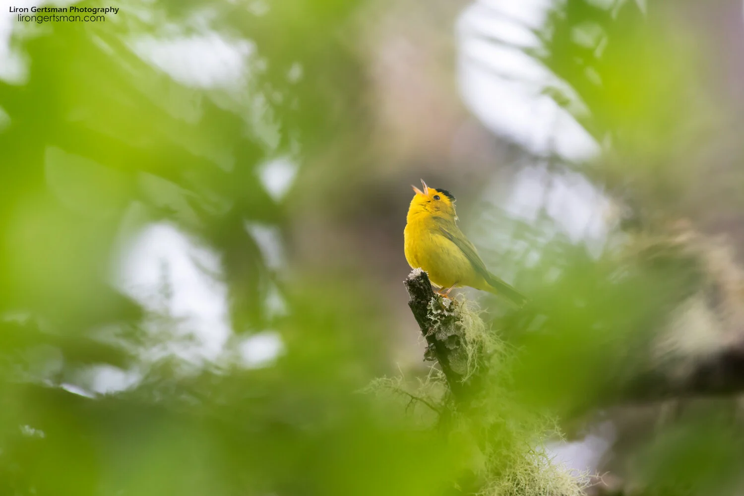 Bird Behaviour — Liron Gertsman Photography