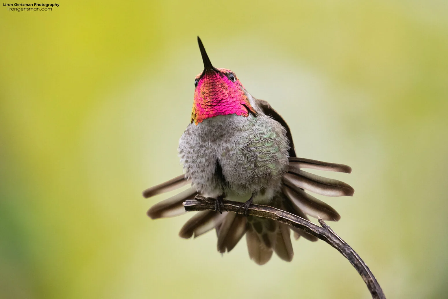 Bird Behaviour — Liron Gertsman Photography