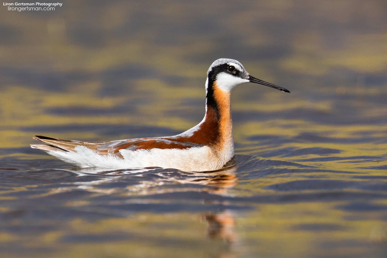 Bird Portraits — Liron Gertsman Photography