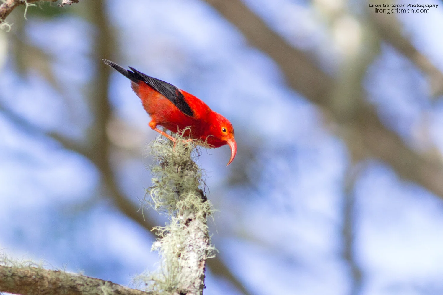 Bird Portraits — Liron Gertsman Photography
