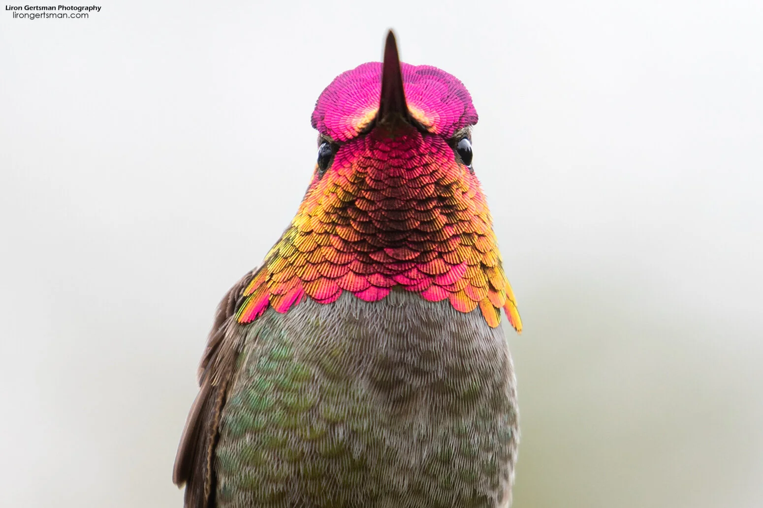 Bird Portraits — Liron Gertsman Photography
