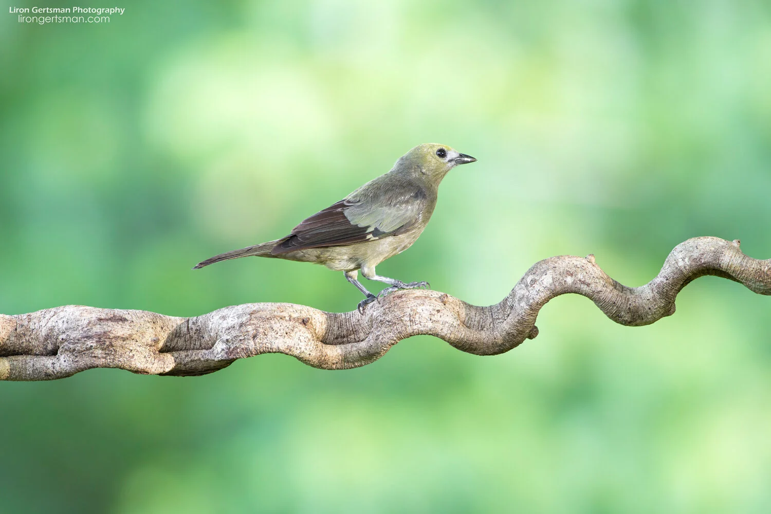Bird Portraits — Liron Gertsman Photography