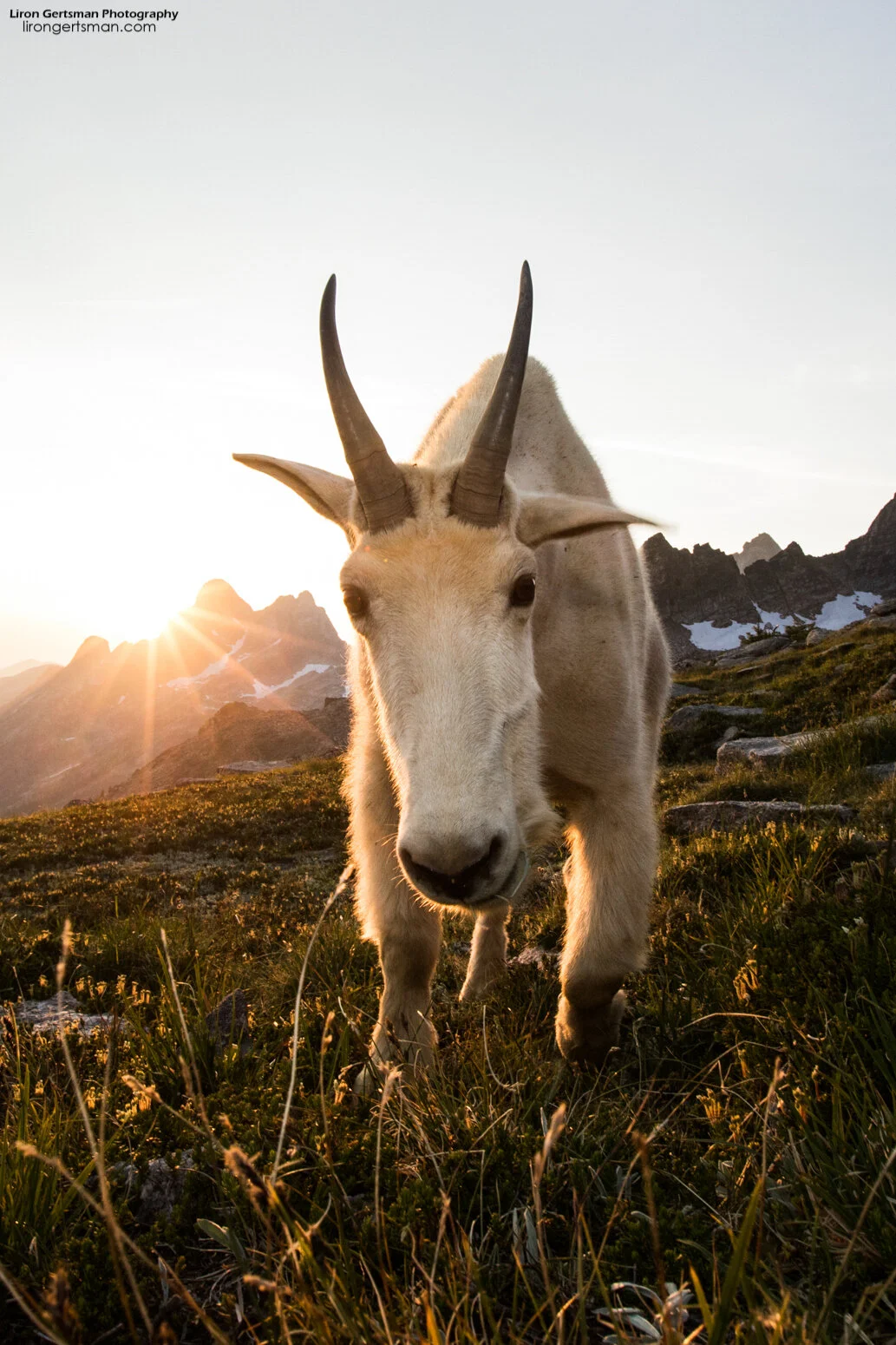 terrestrial wildlife — Liron Gertsman Photography