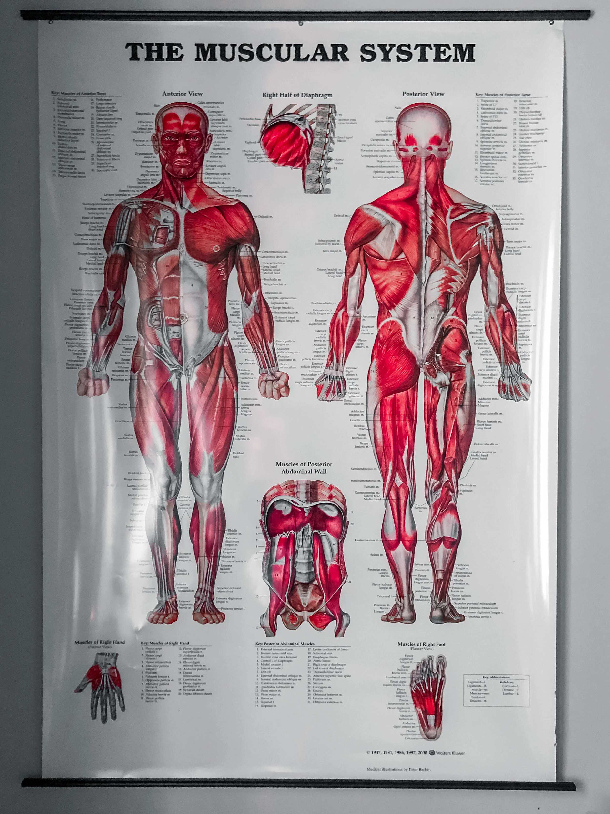 600 Muscles In The Body
