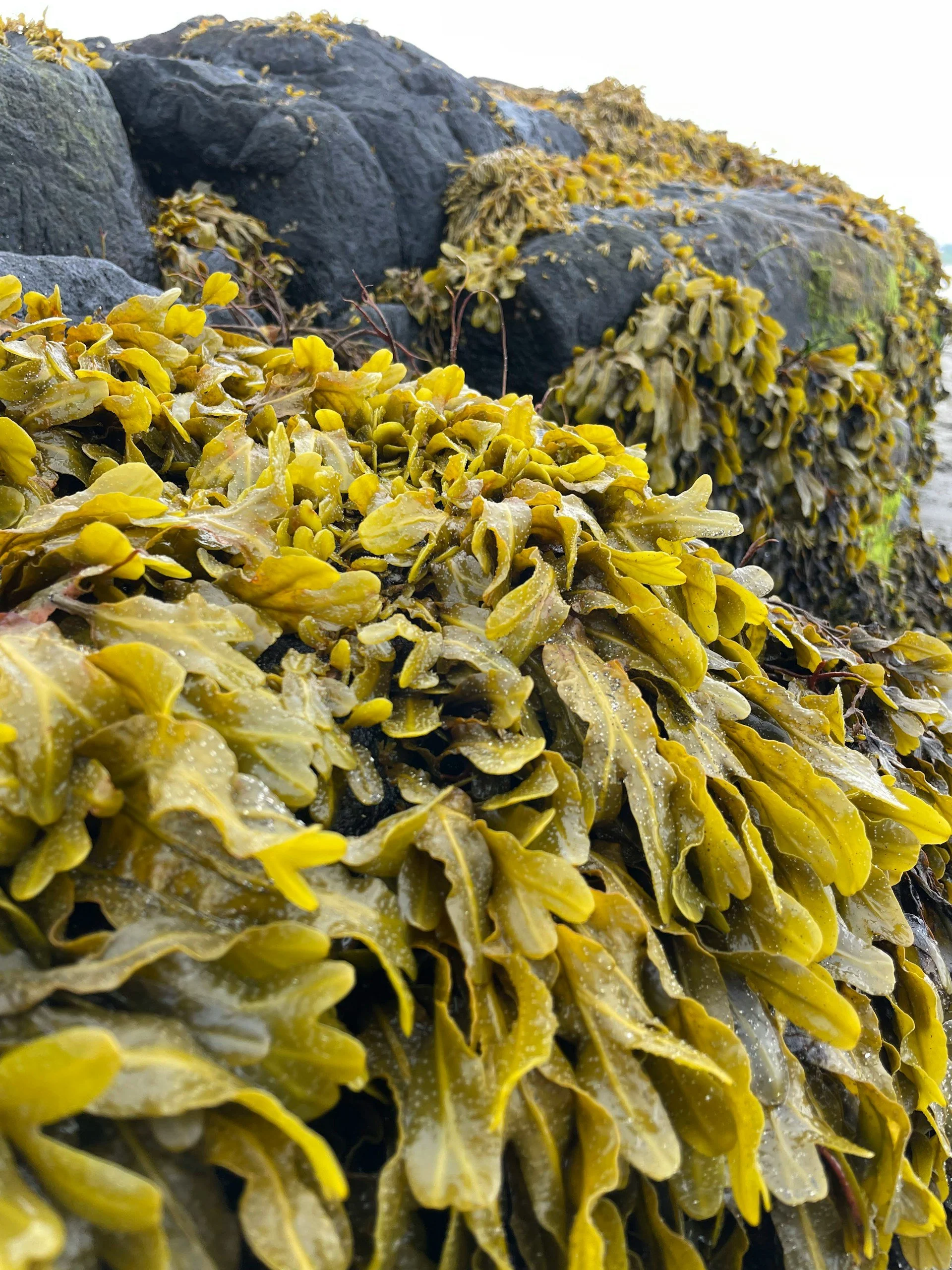 From the Ocean to Your Skin: Exploring Seaweed-Based Spa Treatments