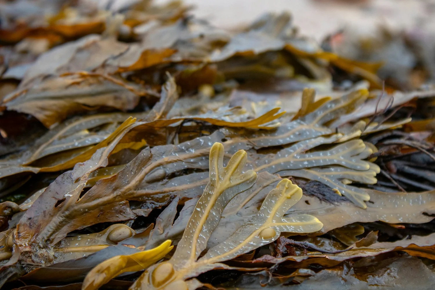 From the Ocean to Your Skin: Exploring Seaweed-Based Spa Treatments