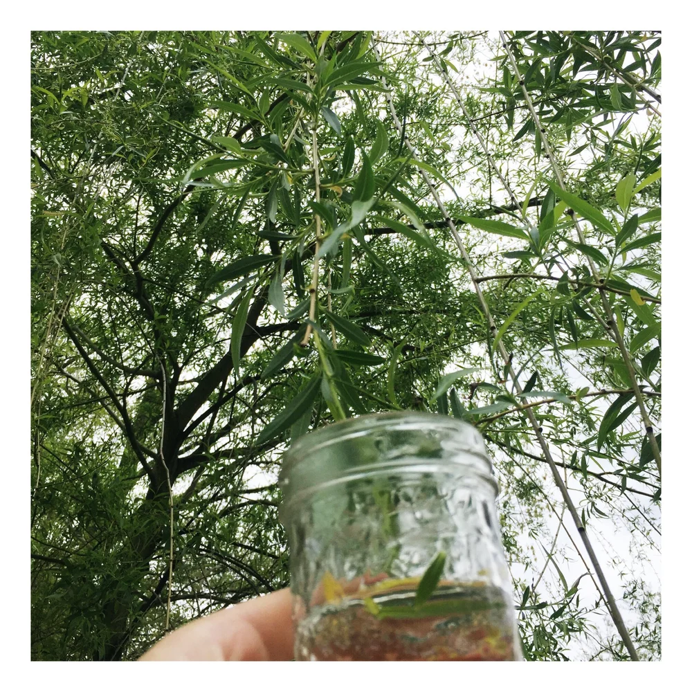 Weeping Willow Flower Essence | Best Flower Site