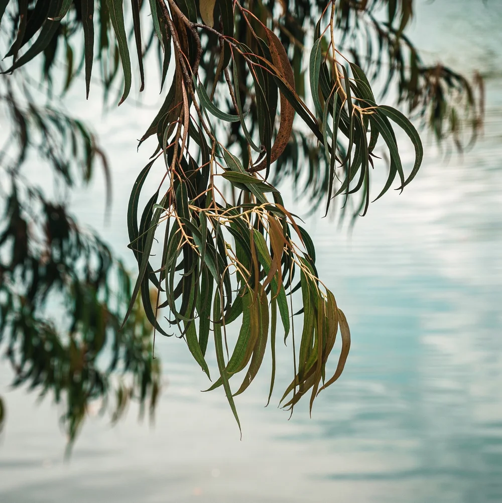 Weeping Willow Flower Essence | Best Flower Site