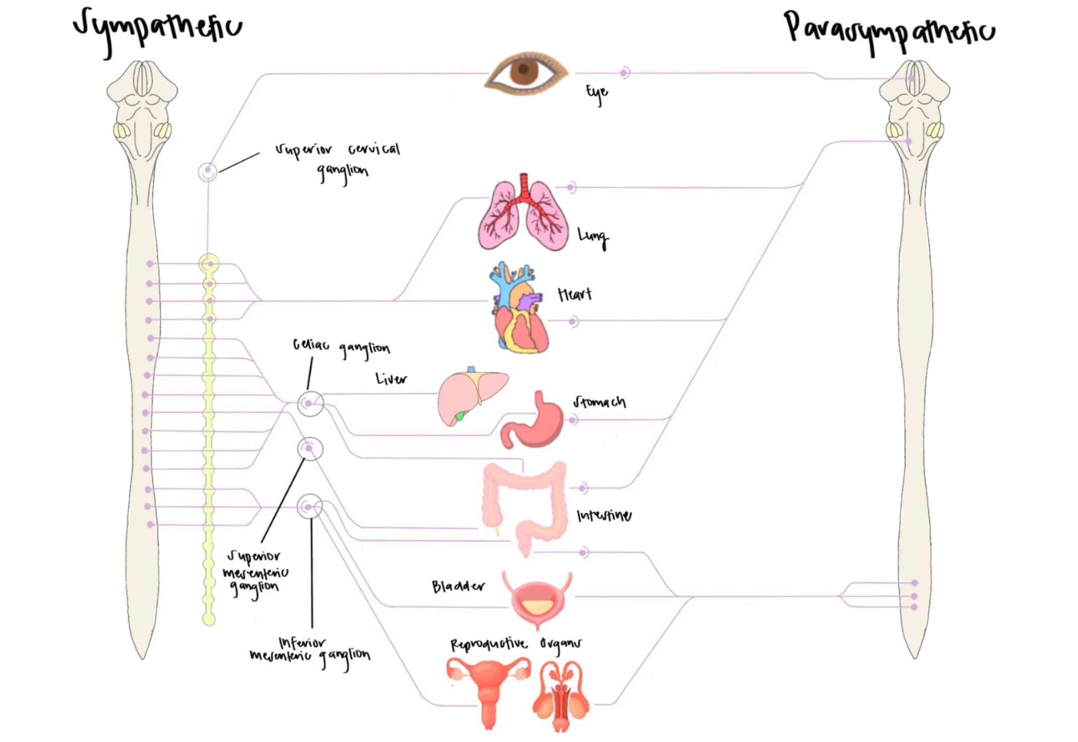 Autonomic Nervous System Dysfunction — Concussion Alliance