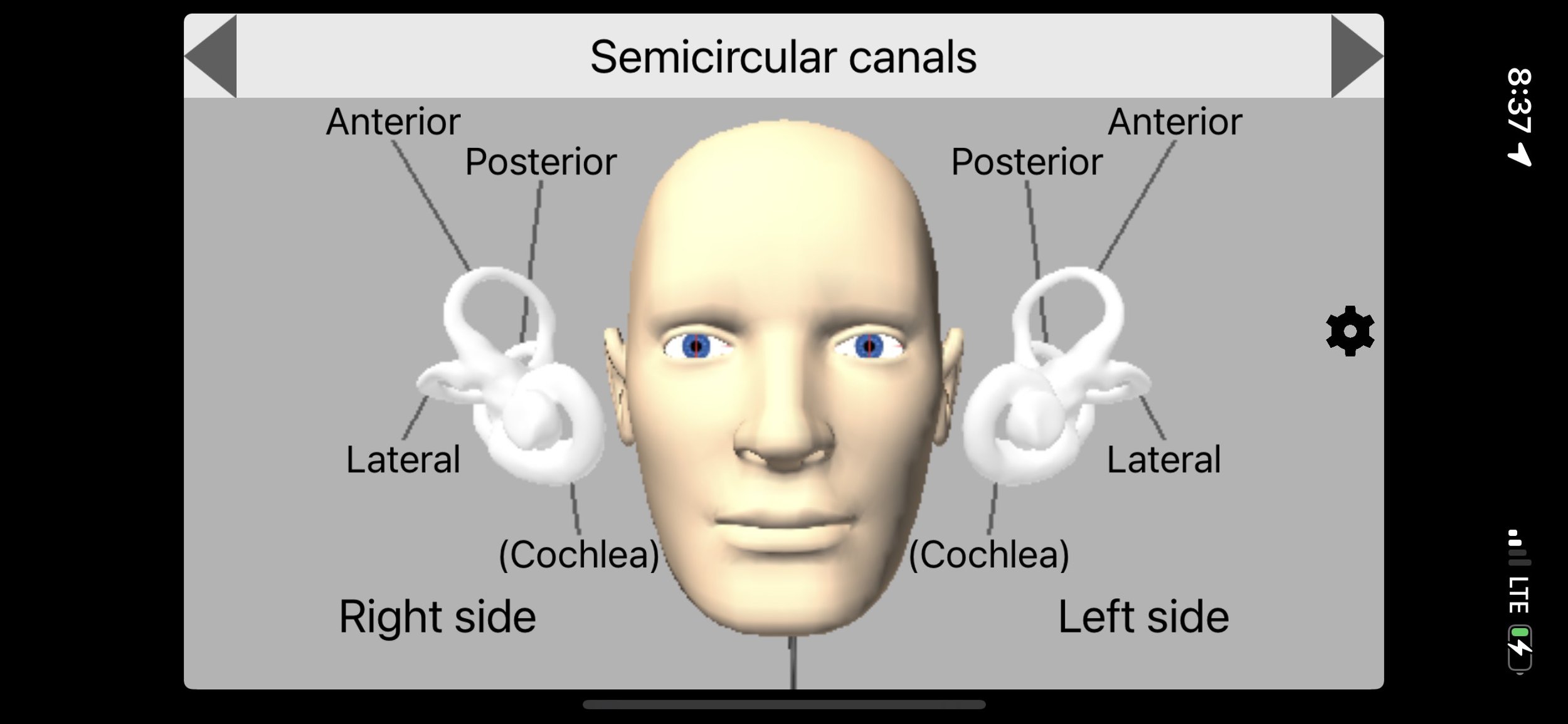 Vestibular Therapy — Concussion Alliance