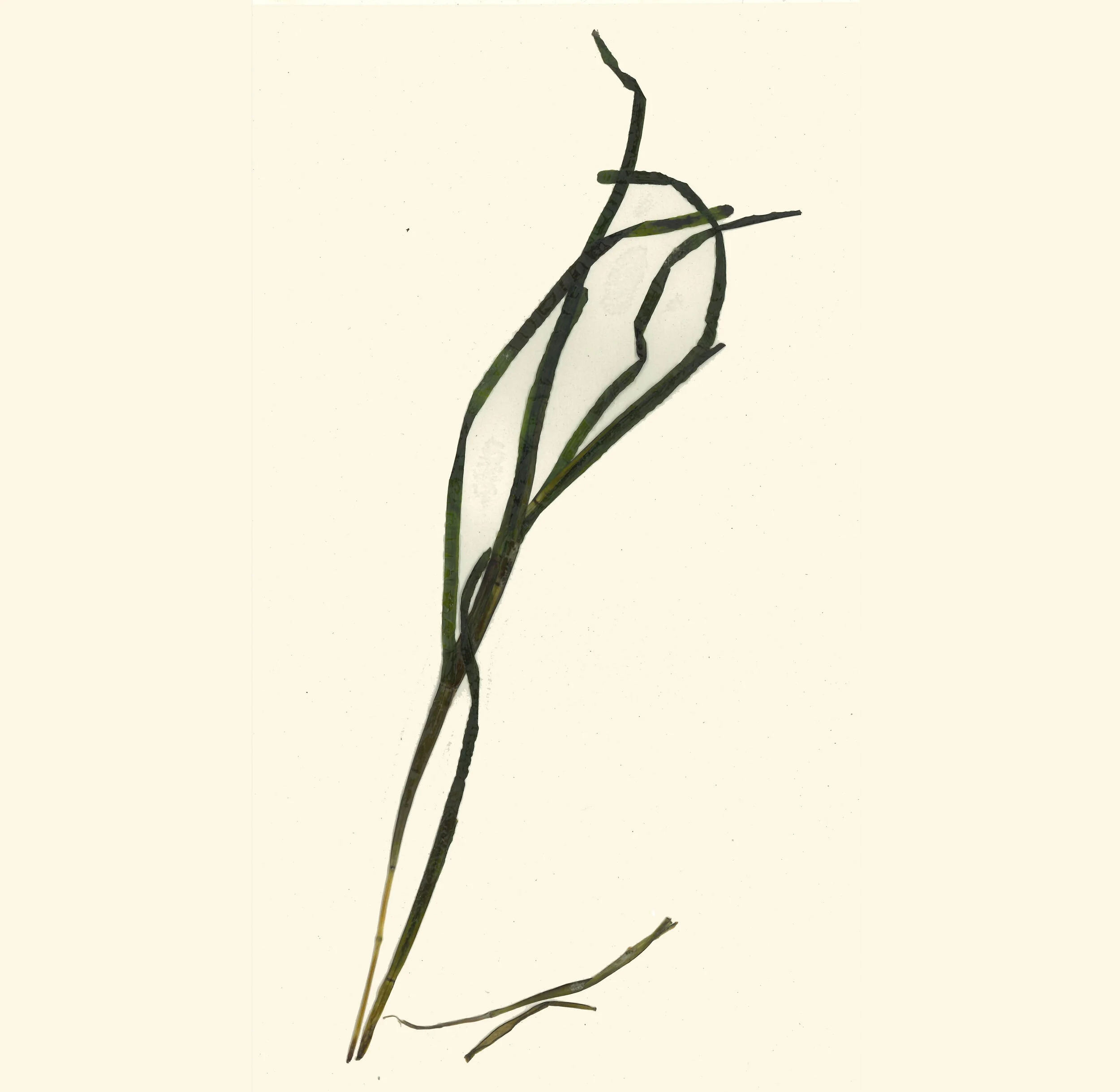 Eelgrass Drawing