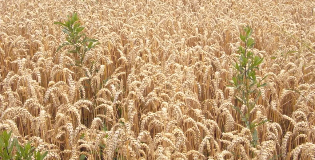 Parable Of The Wheat And Weeds