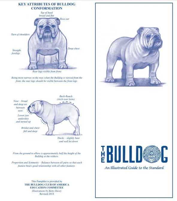 Breed Standard — Bane Bulldogs