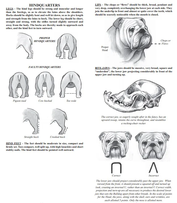 Breed Standard — Bane Bulldogs