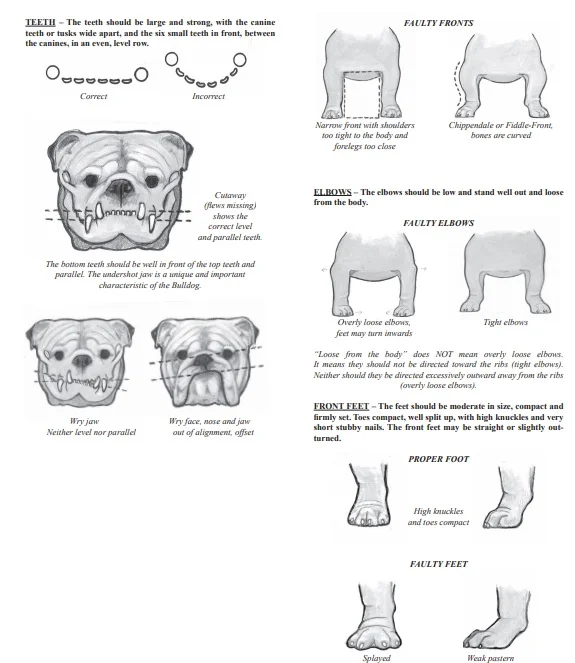 Breed Standard — Bane Bulldogs