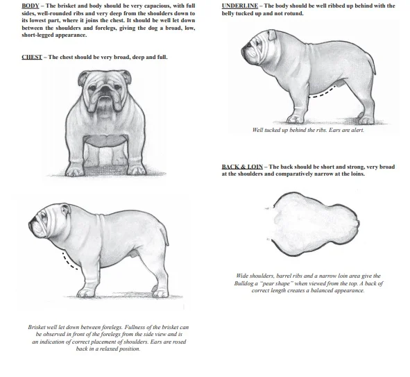 Breed Standard — Bane Bulldogs