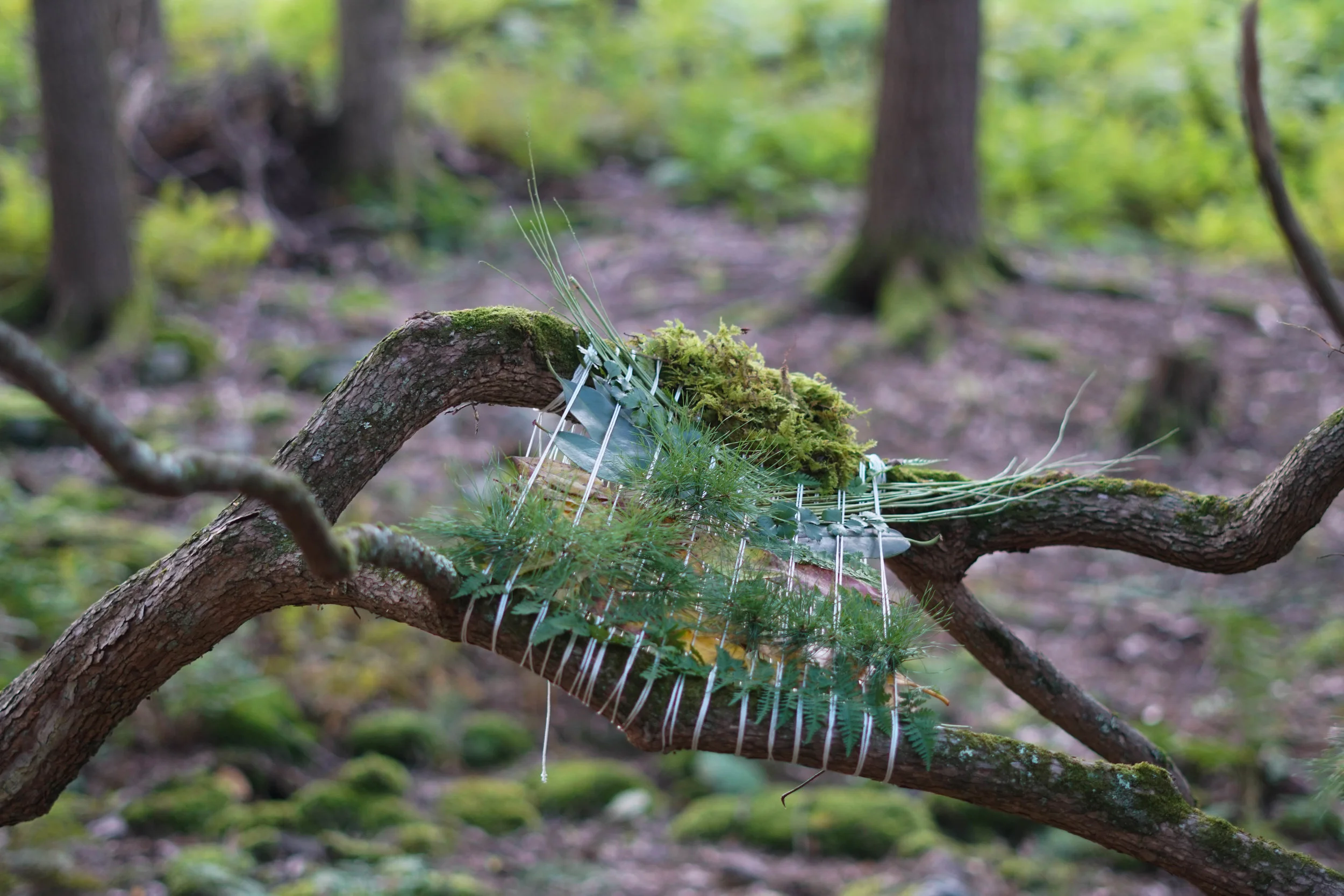 tree weaving...treaving? — kelsey holtaway