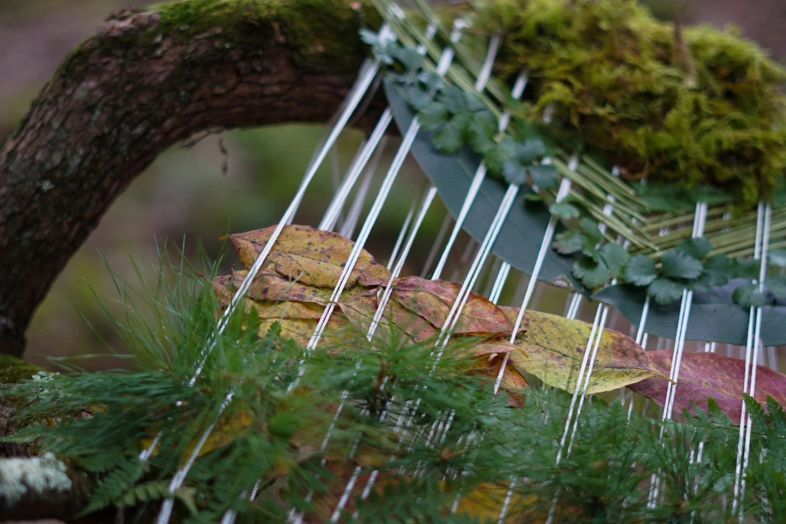 tree weaving...treaving? — kelsey holtaway