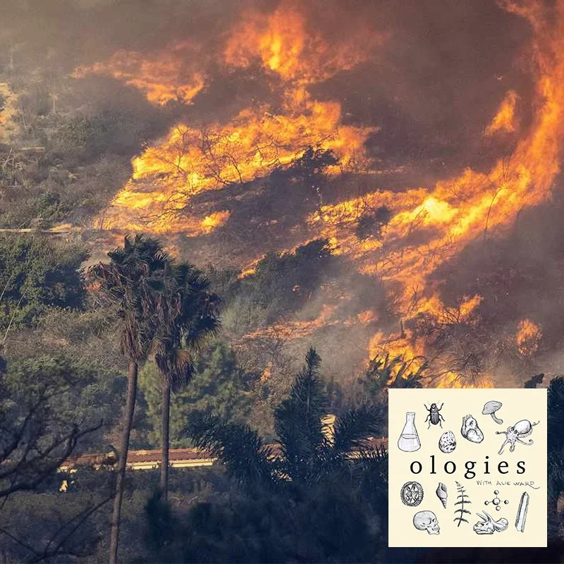 Fire Ecology (WILDFIRES & INDIGENOUS FIRE MANAGEMENT) Mega Encore with Dr. Gavin Jones & Dr. Amy ...