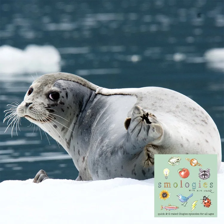 SEALS & WALRUSES with Dr. Luis A. Hückstädt — alie ward