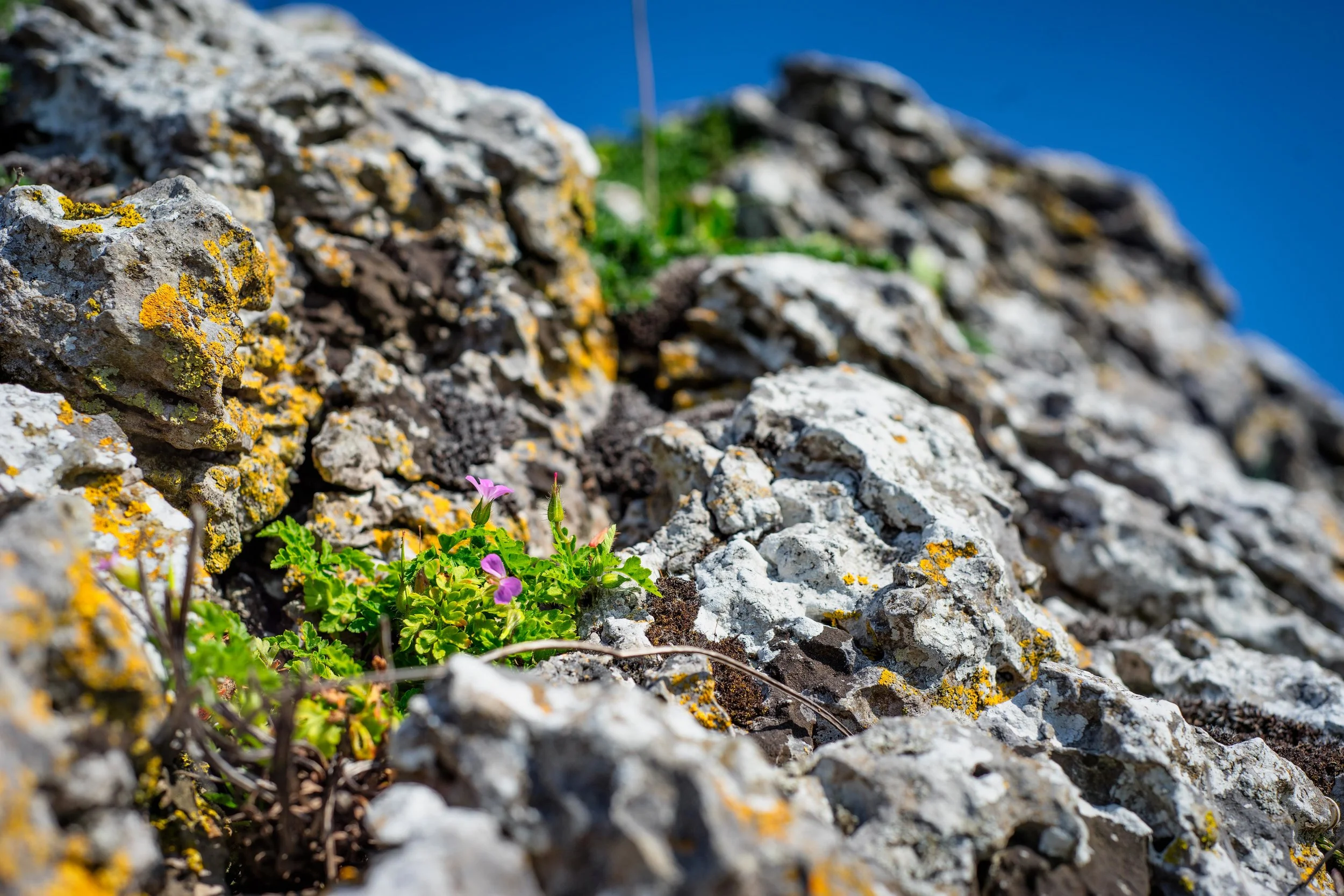 The best time to see wildflowers bloom in the Burren, Ireland — all the ...