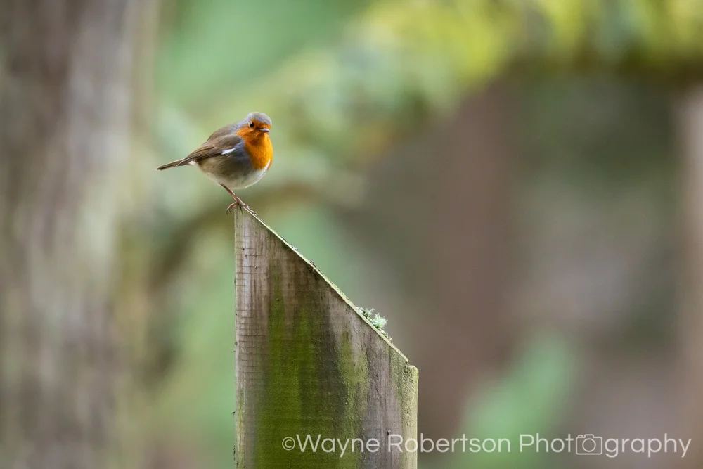 Wildlife Photography with the Sigma 150-600 mm F5-6.3 DG OS HSM ...