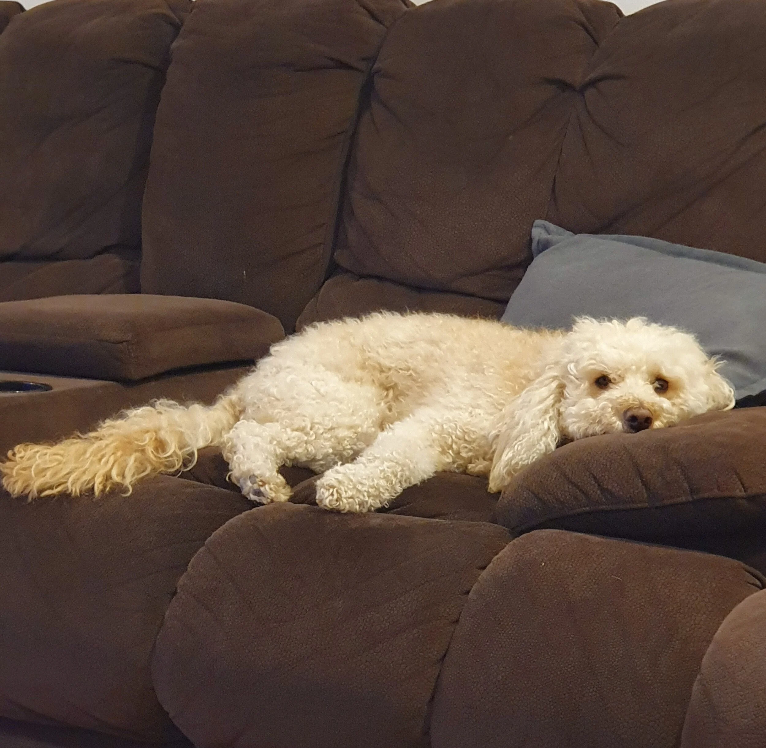 AUTHOR INTERVIEW: Kate Foster - PAWS — Kellie Byrnes: Freelance Writer ...