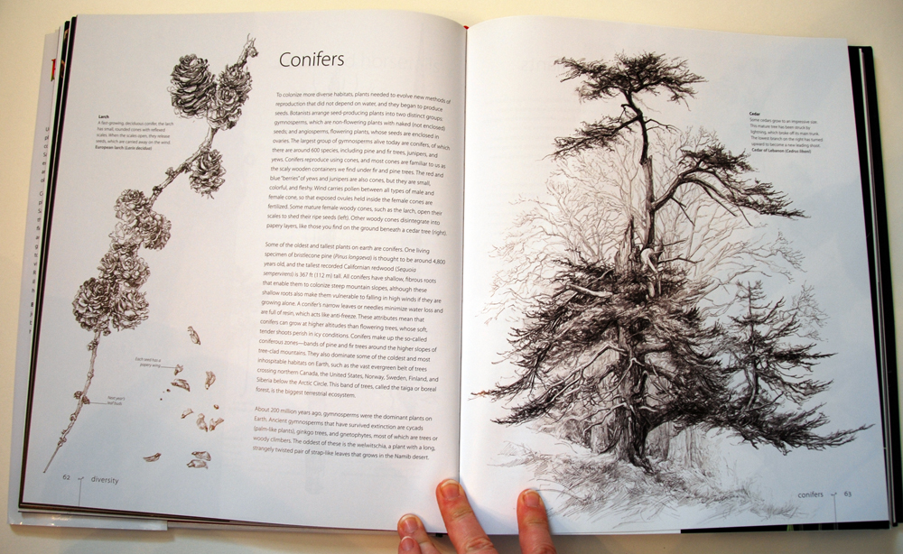 Botany for the Artist by Sarah Simblet — Elizabeth Floyd