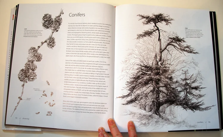 Botany for the Artist by Sarah Simblet — Elizabeth Floyd