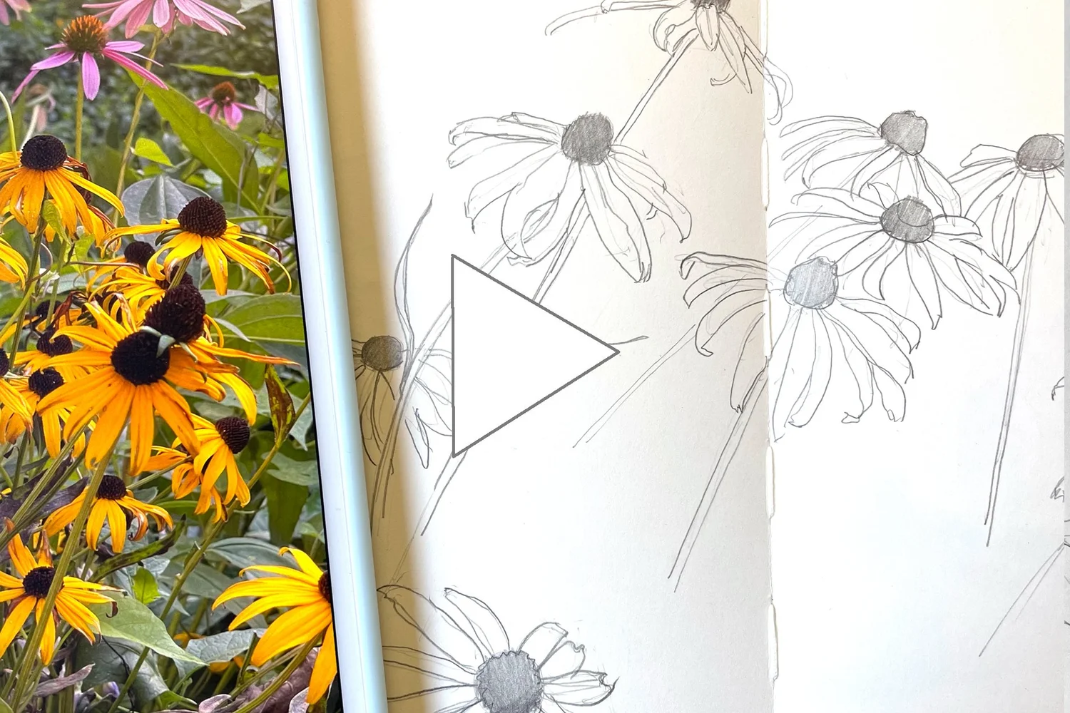 Black Eyed Susans: Quick and easy sketchbook entry using an iPhone ...