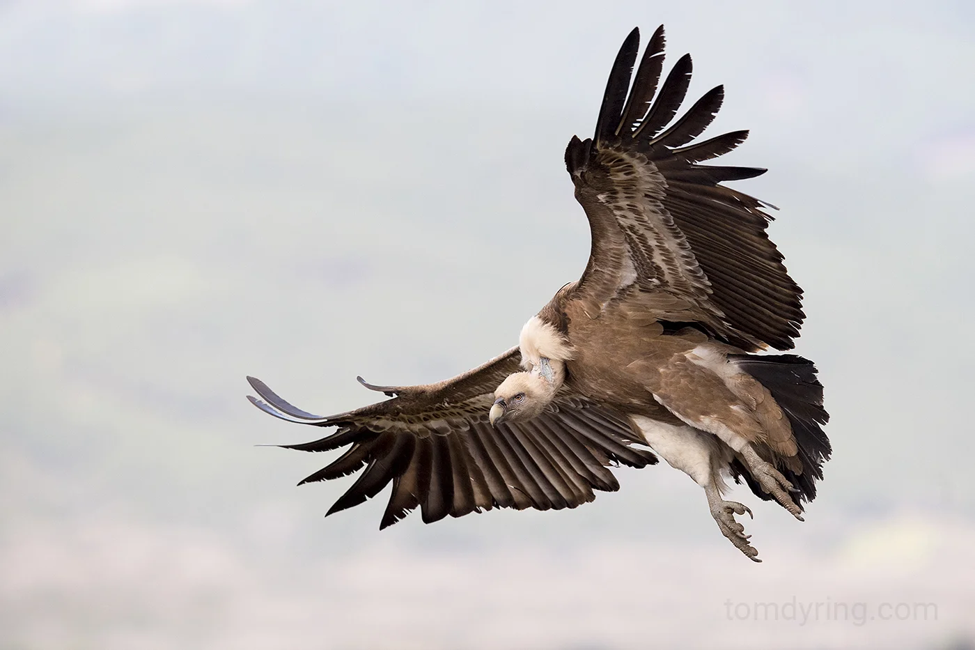 Europe — Tom Dyring Wildlife Photo/ NN