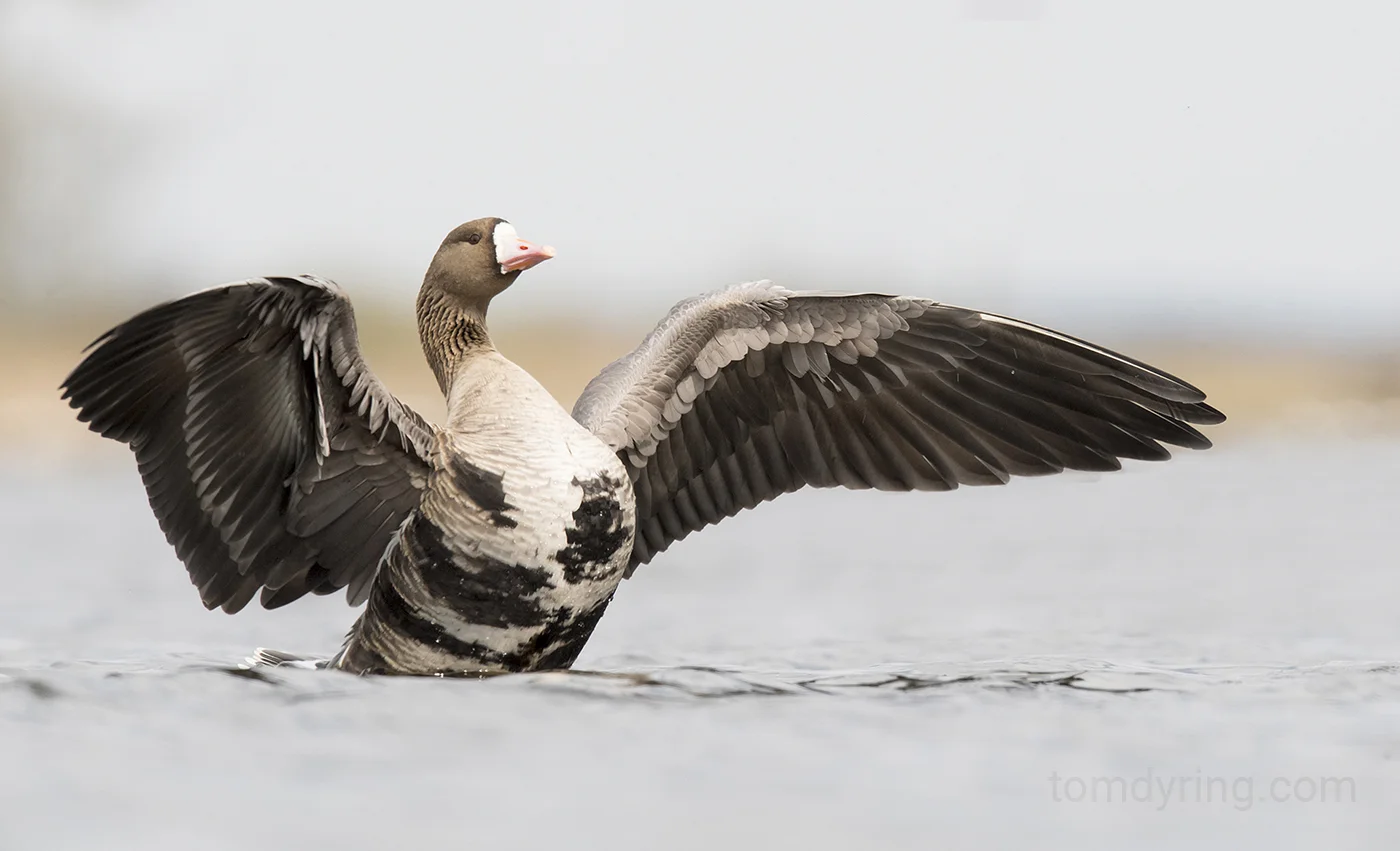 Nordic Birds — Tom Dyring Wildlife Photo/ NN