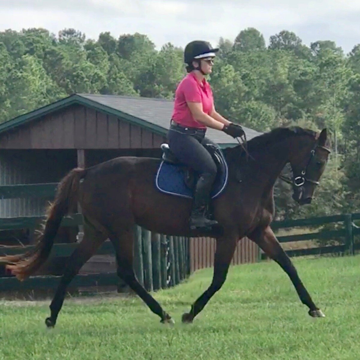 "Ginny B" Gallant Bid SOLD! — Elhanan Equestrian