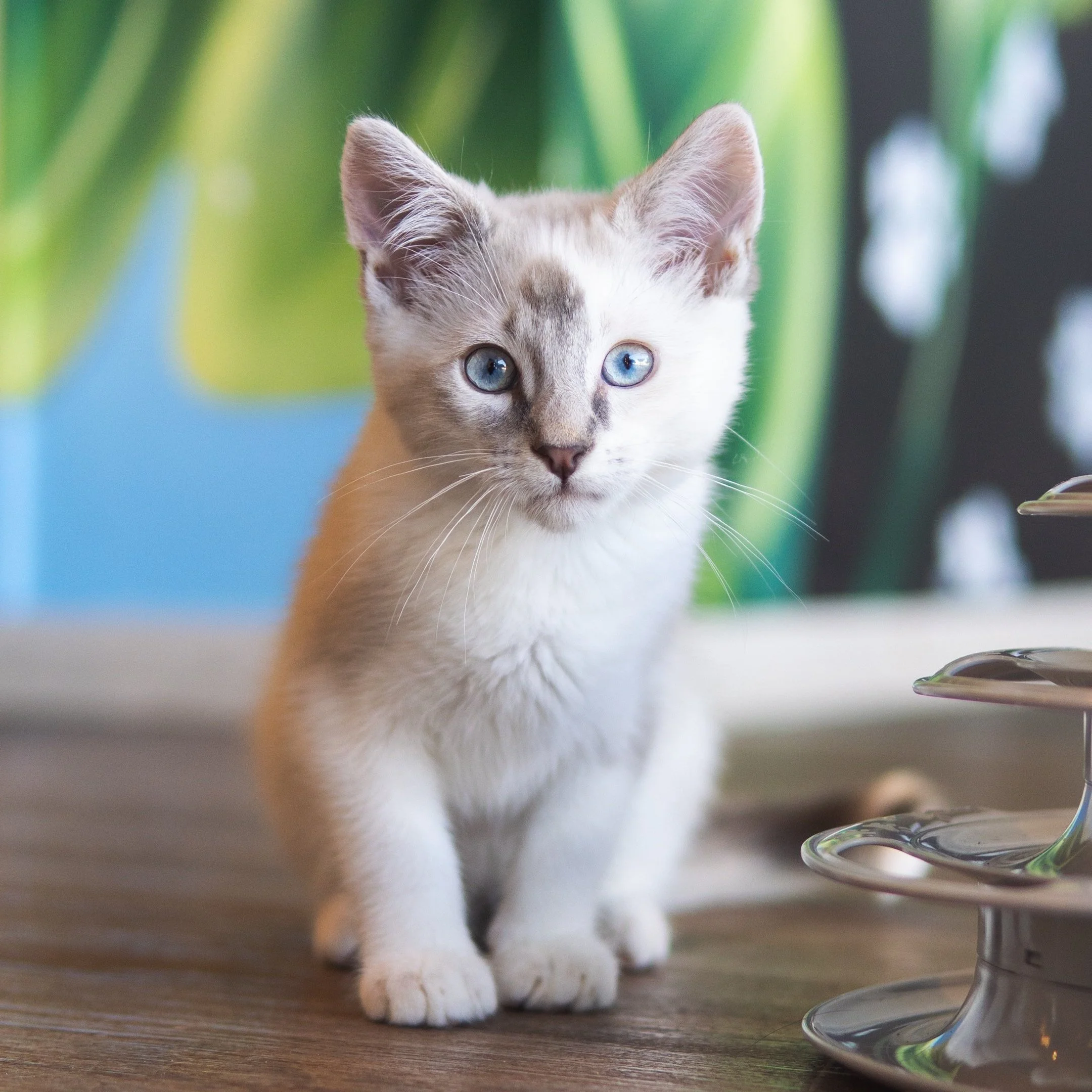 Catnap - Current Cats