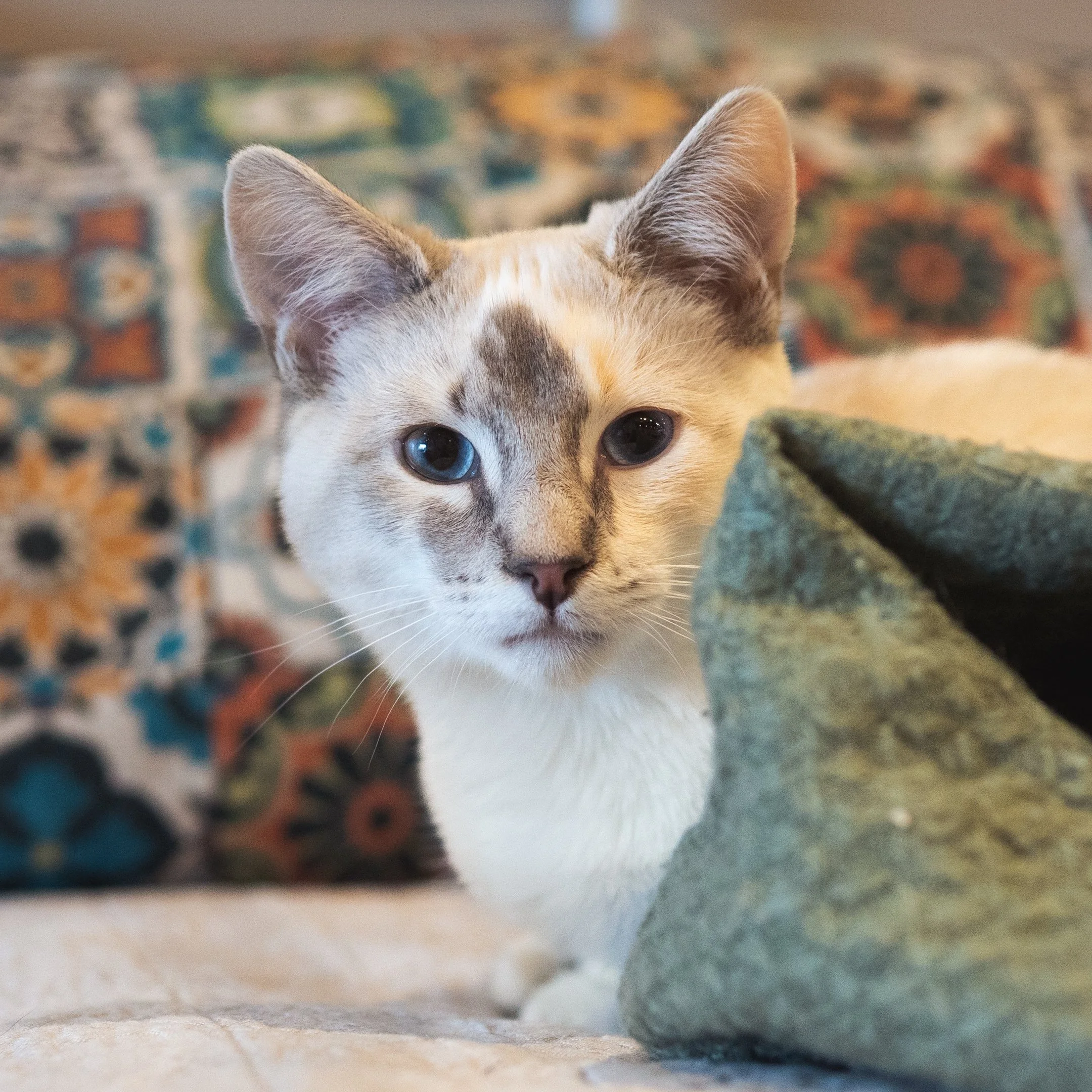 Catnap - Current Cats