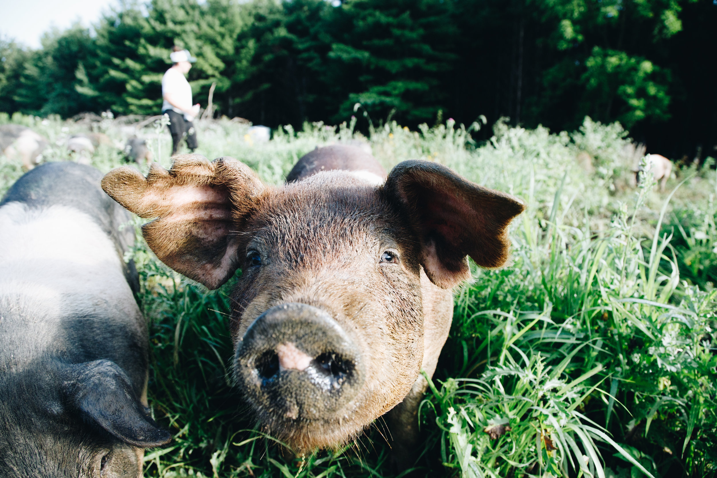 Why Does My Dog Snort Like A Pig