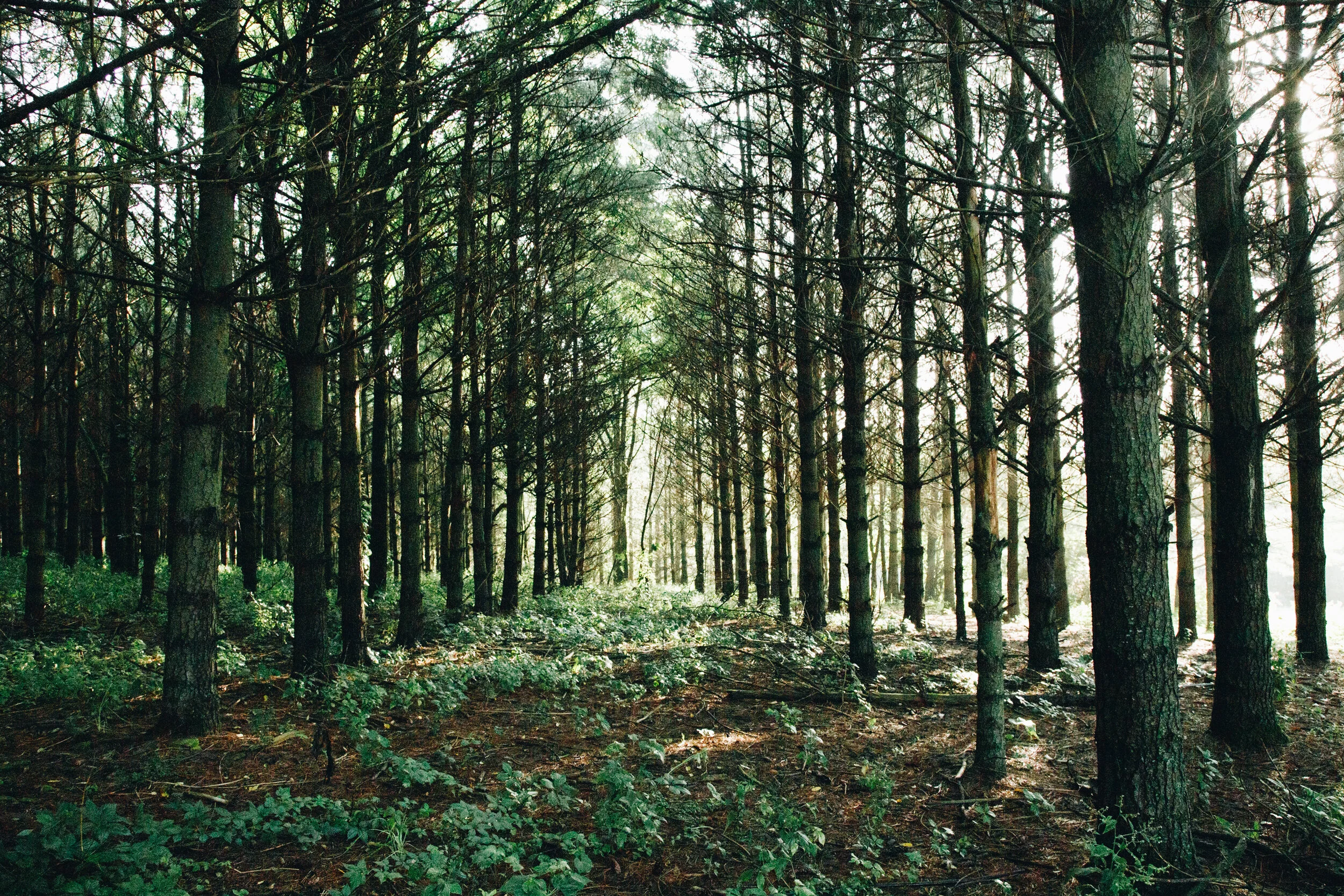 Welcome to Greener Pastures