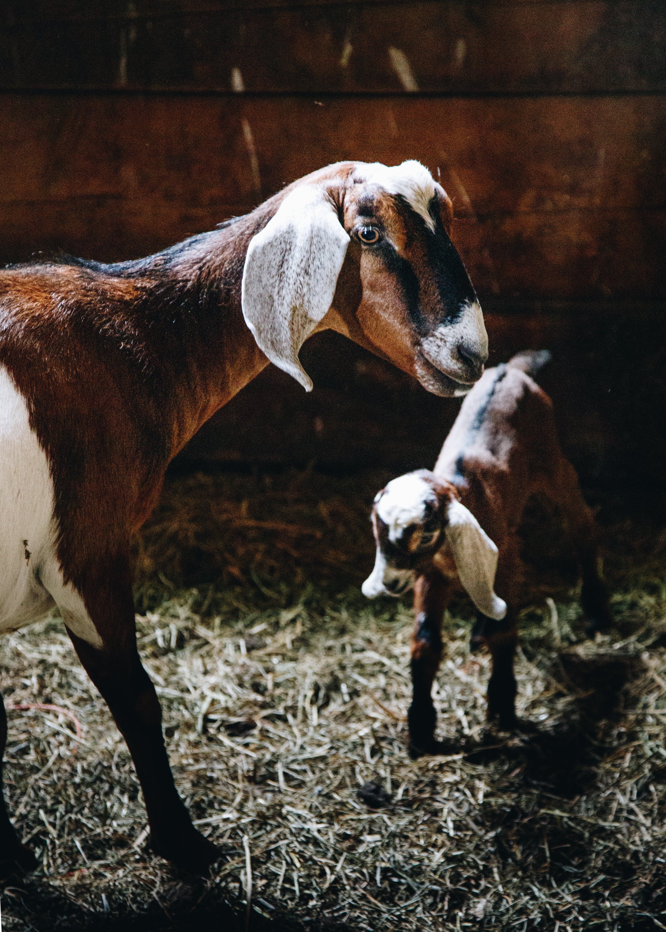 Farming as a Way of Life: In Conversation with Rough and Tumble Farm ...