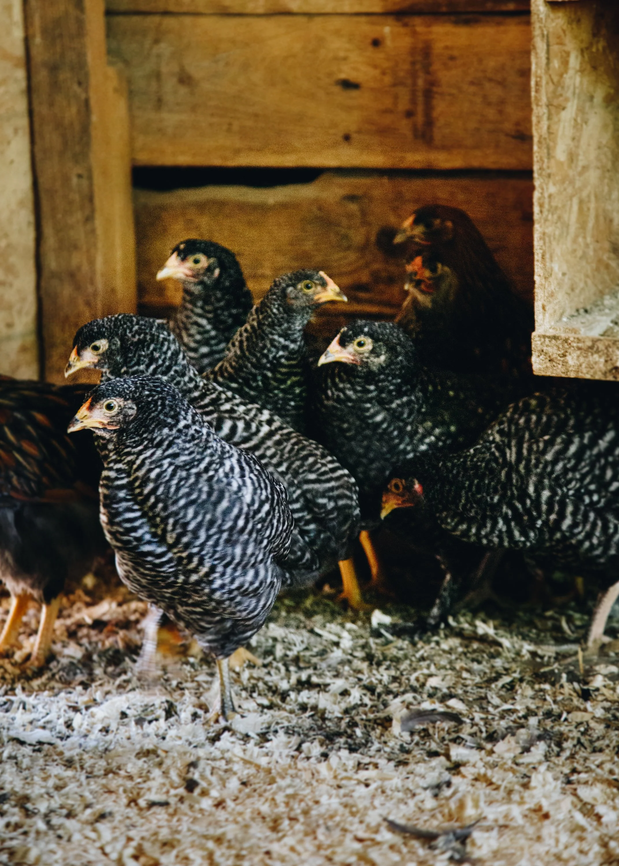 Farming as a Way of Life: In Conversation with Rough and Tumble Farm ...