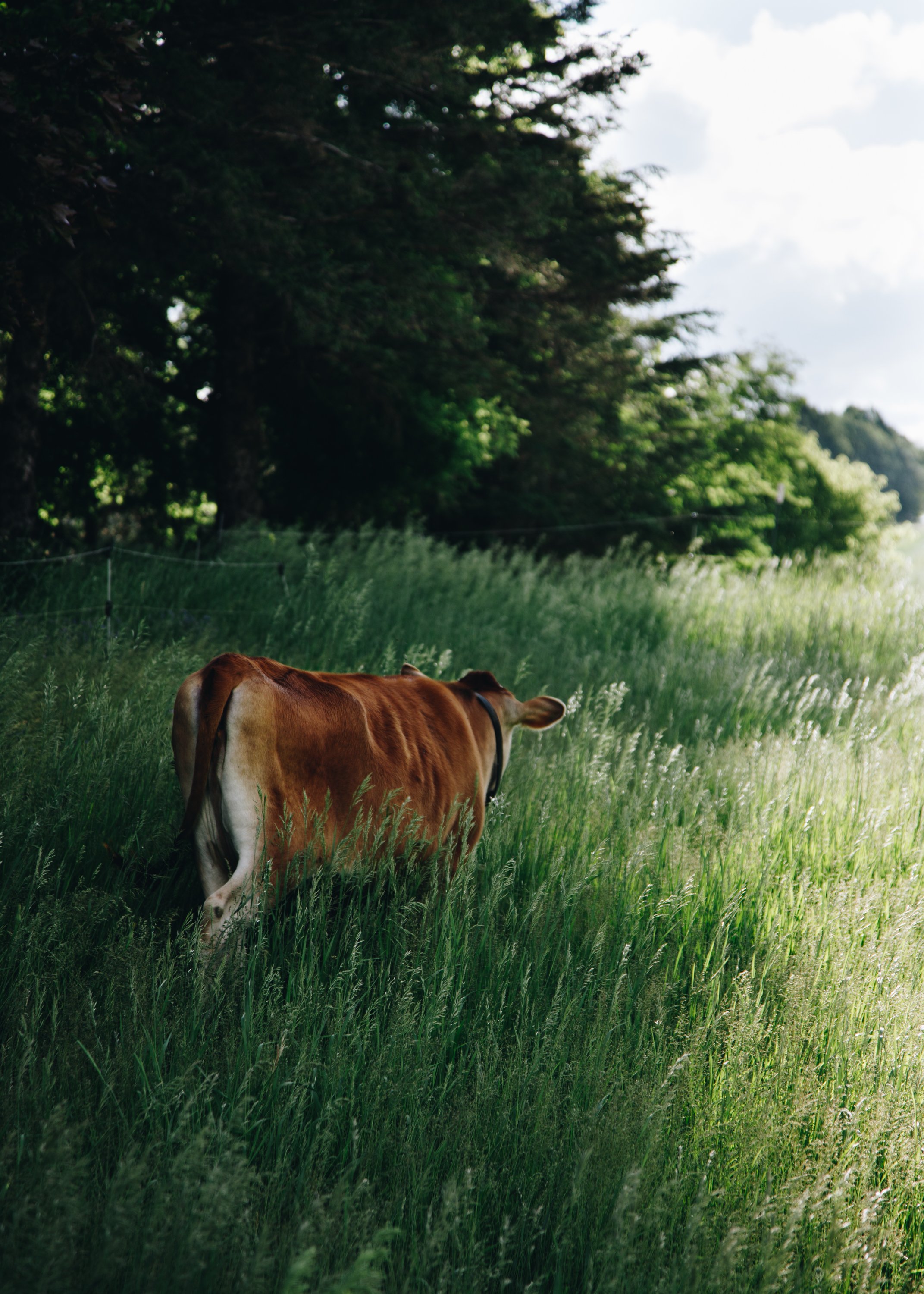 Farming as a Way of Life: In Conversation with Rough and Tumble Farm ...