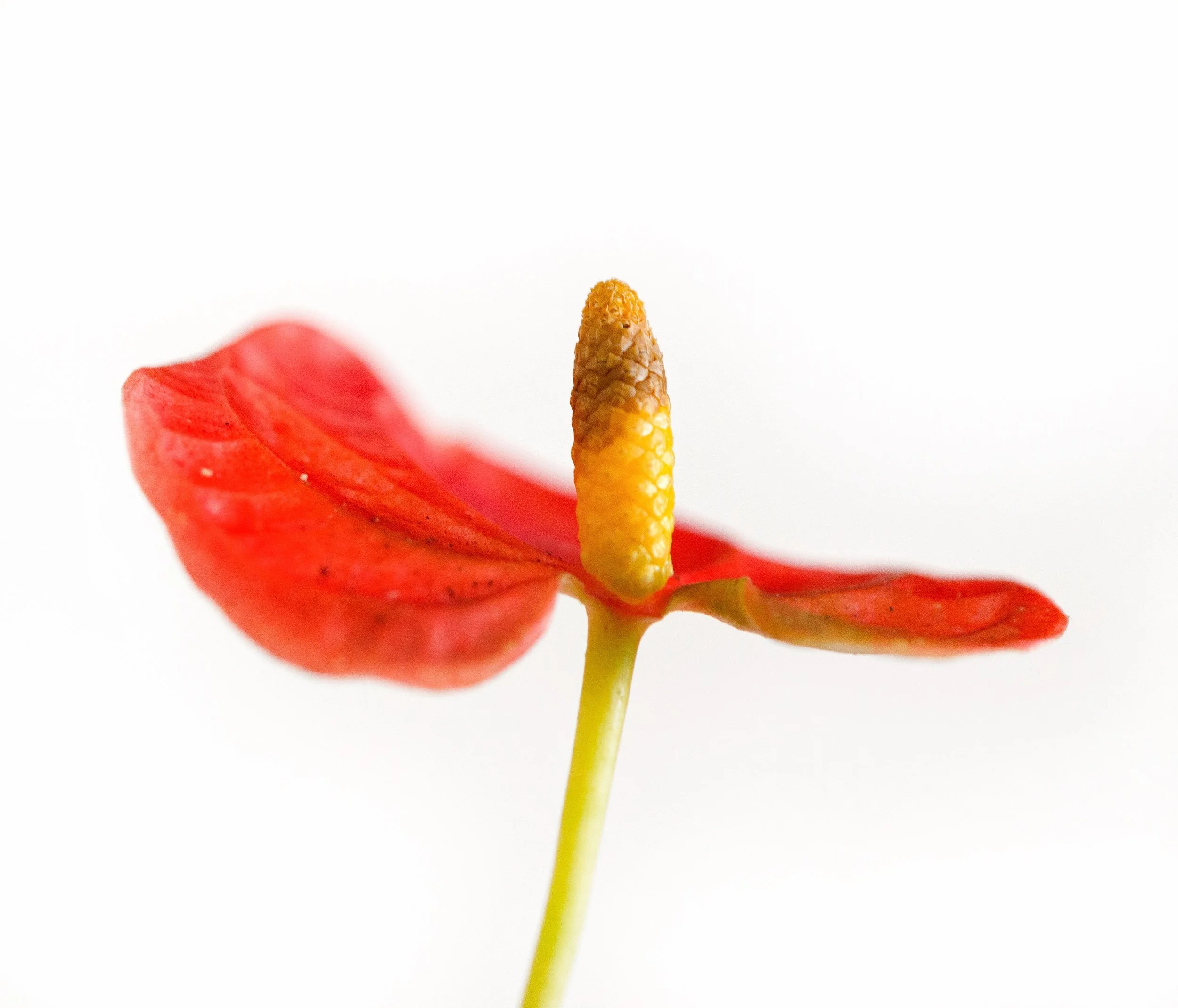 Plant profiles: Anthurium andraeanum (flamingo flower) — Stamen & Stem